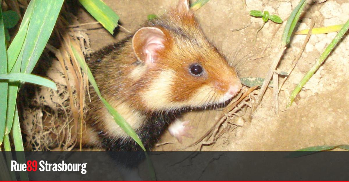 Le grand hamster divise plus que jamais - Rue89 Strasbourg