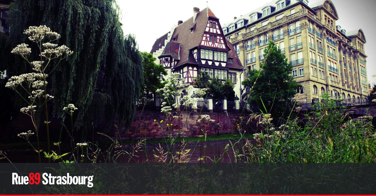 Balade nature... au centre-ville de Strasbourg