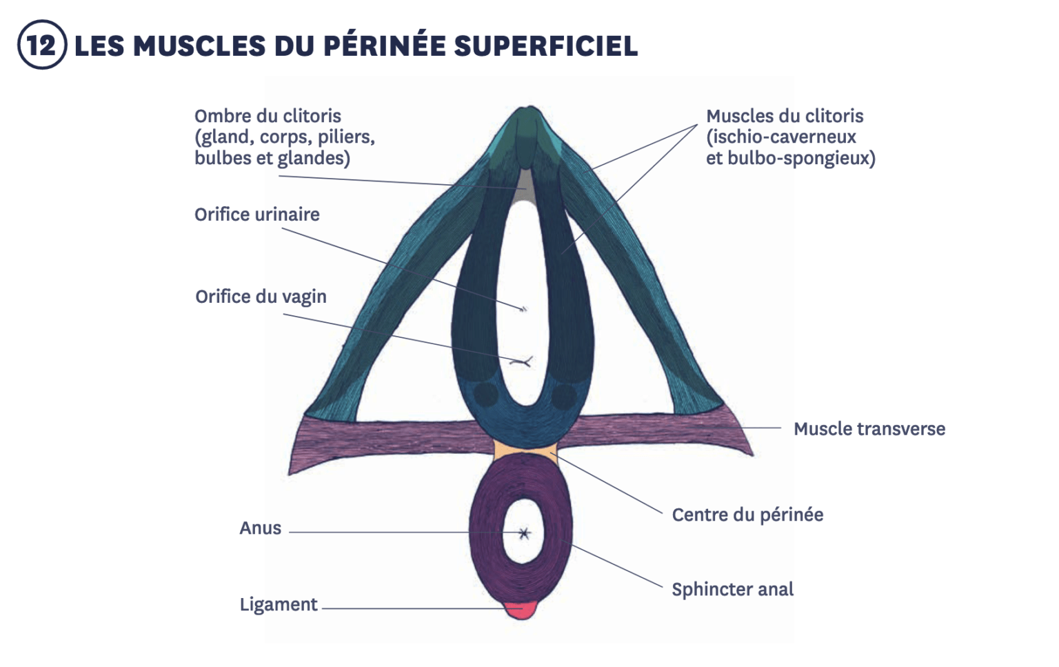 La première maison du périnée en France ouvrira le 23 août à Strasbourg
