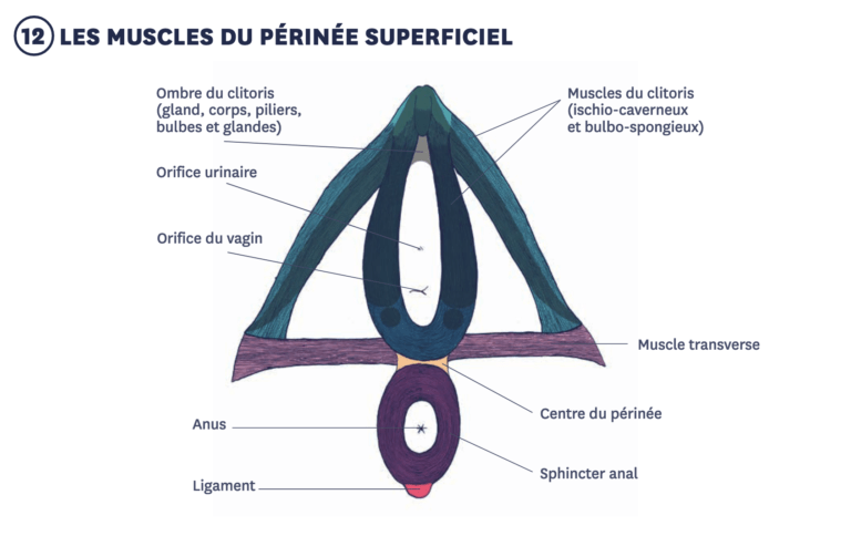 La première maison du périnée en France ouvrira le 23 août à Strasbourg