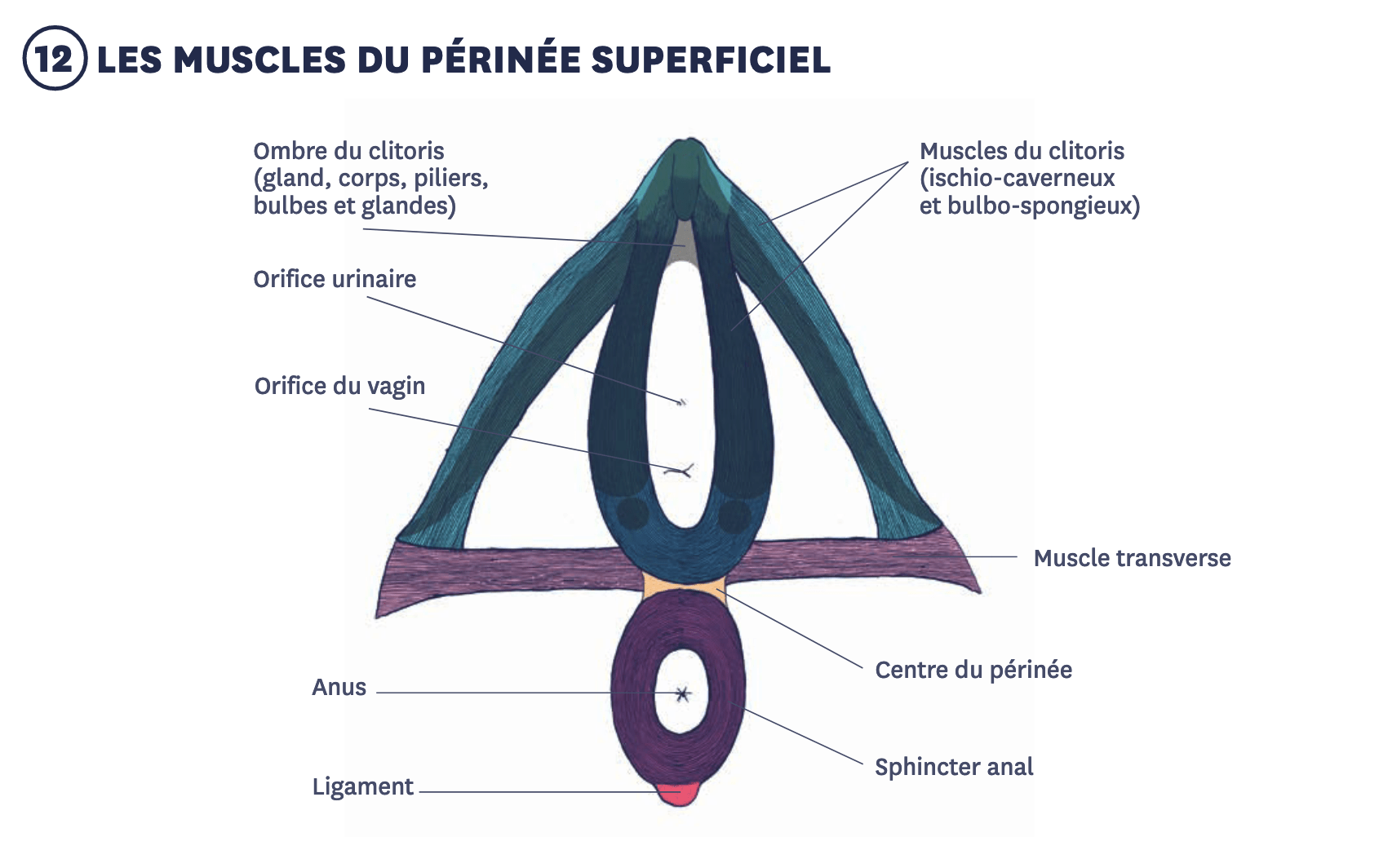 La première maison du périnée en France ouvrira le 23 août à Strasbourg